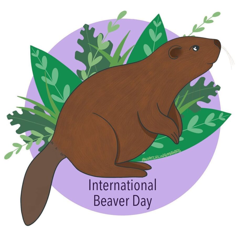 Happy International Beaver Day: 04/07/2023 | Project Jatropha